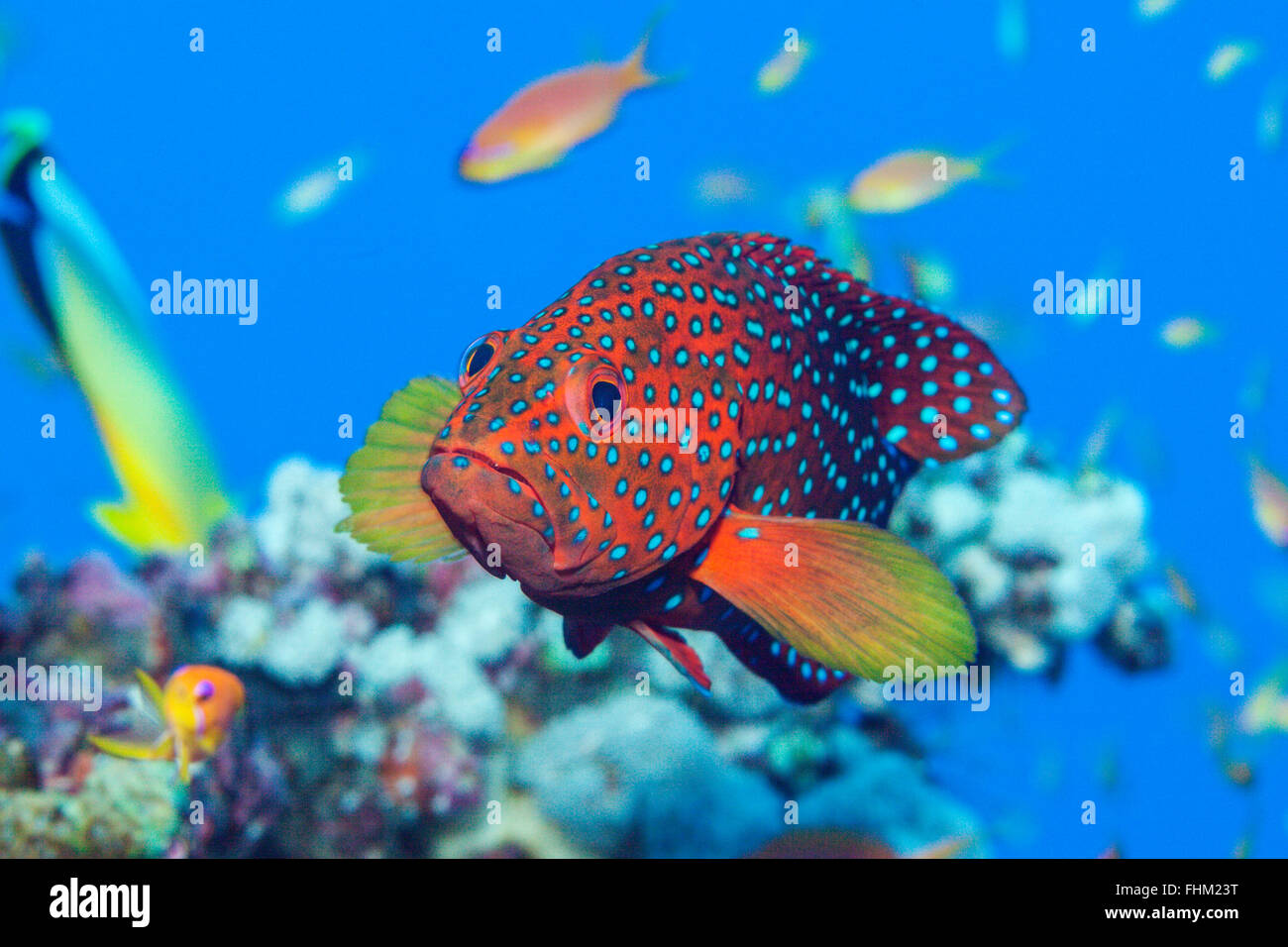 Coral Grouper, Cephalopholis miniata, Shaab Rumi, Red Sea, Sudan Stock ...