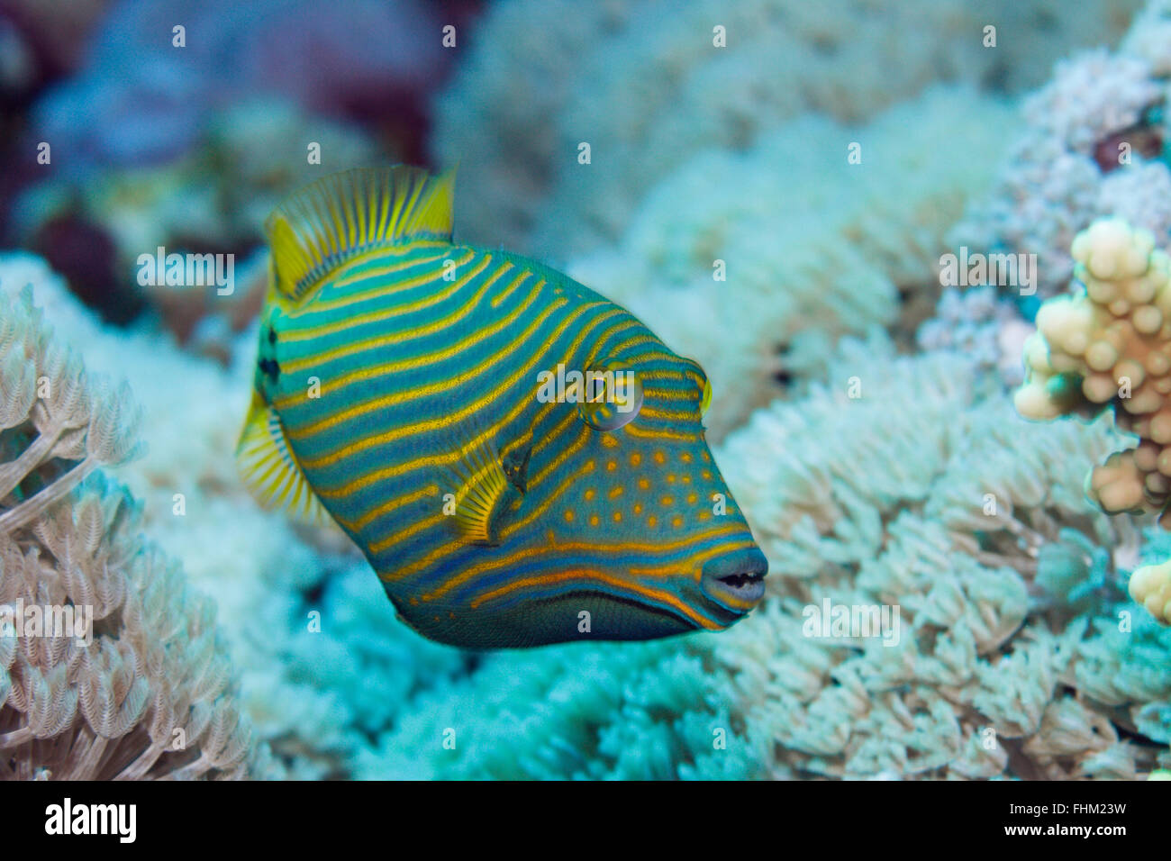 Orange-lined Triggerfish, Balistapus undulatus, Shaab Rumi, Red Sea ...