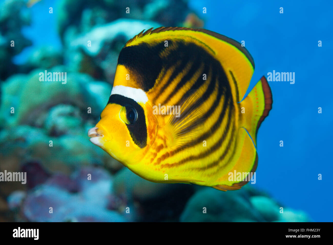 Chaetodon fasciatus hi-res stock photography and images - Alamy