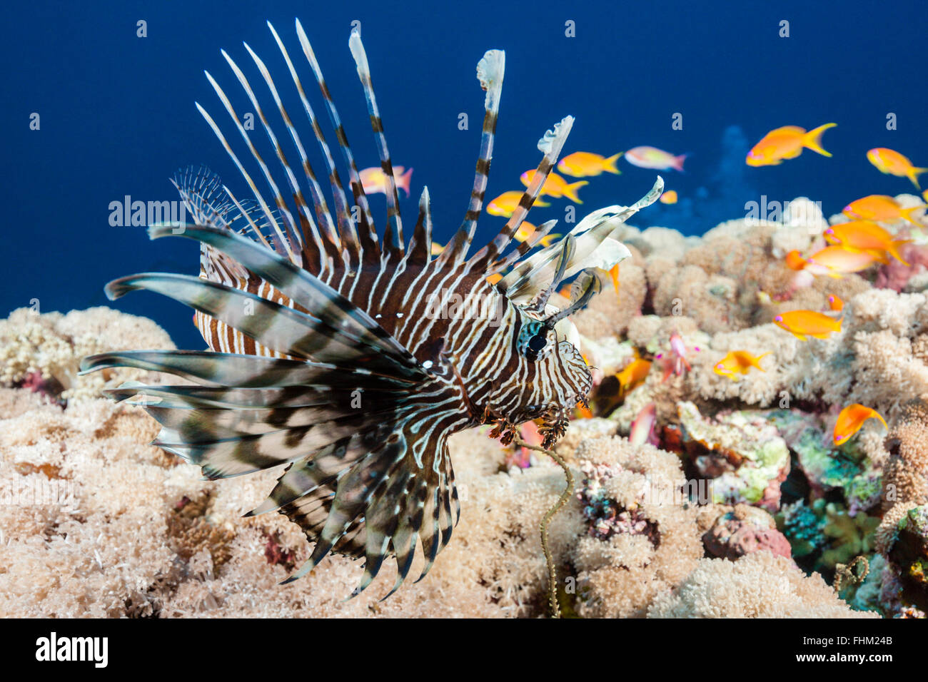 Lionfish, Pterois miles, Shaab Rumi, Red Sea, Sudan Stock Photo - Alamy
