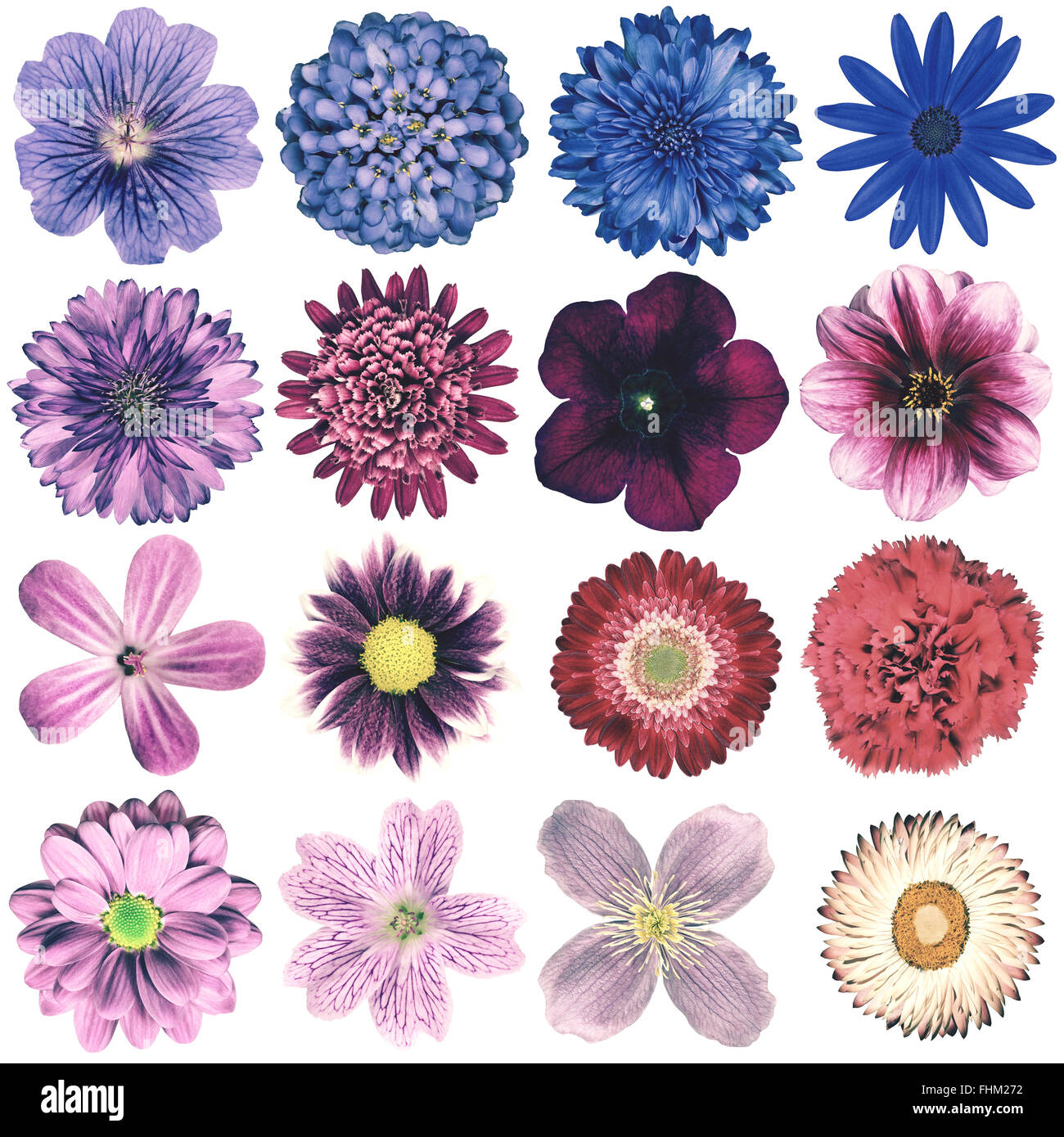 Selection of Various Flowers in Vintage Retro Style Isolated on White ...