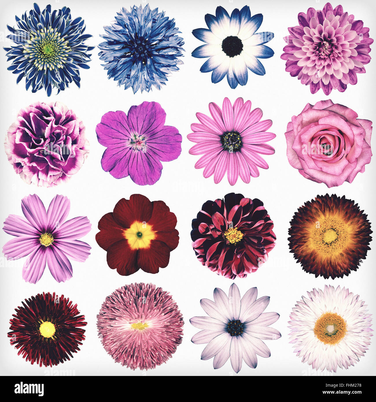 Selection of Various Flowers in Vintage Retro Style Isolated on White ...