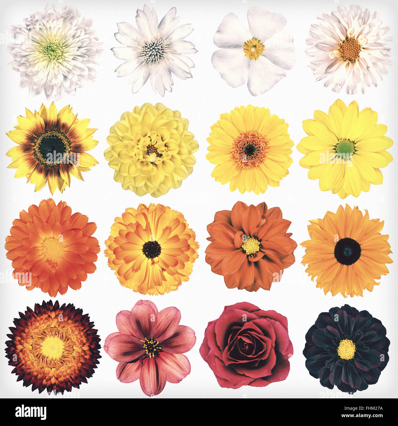 Selection of Various Flowers in Vintage Retro Style Isolated on White ...
