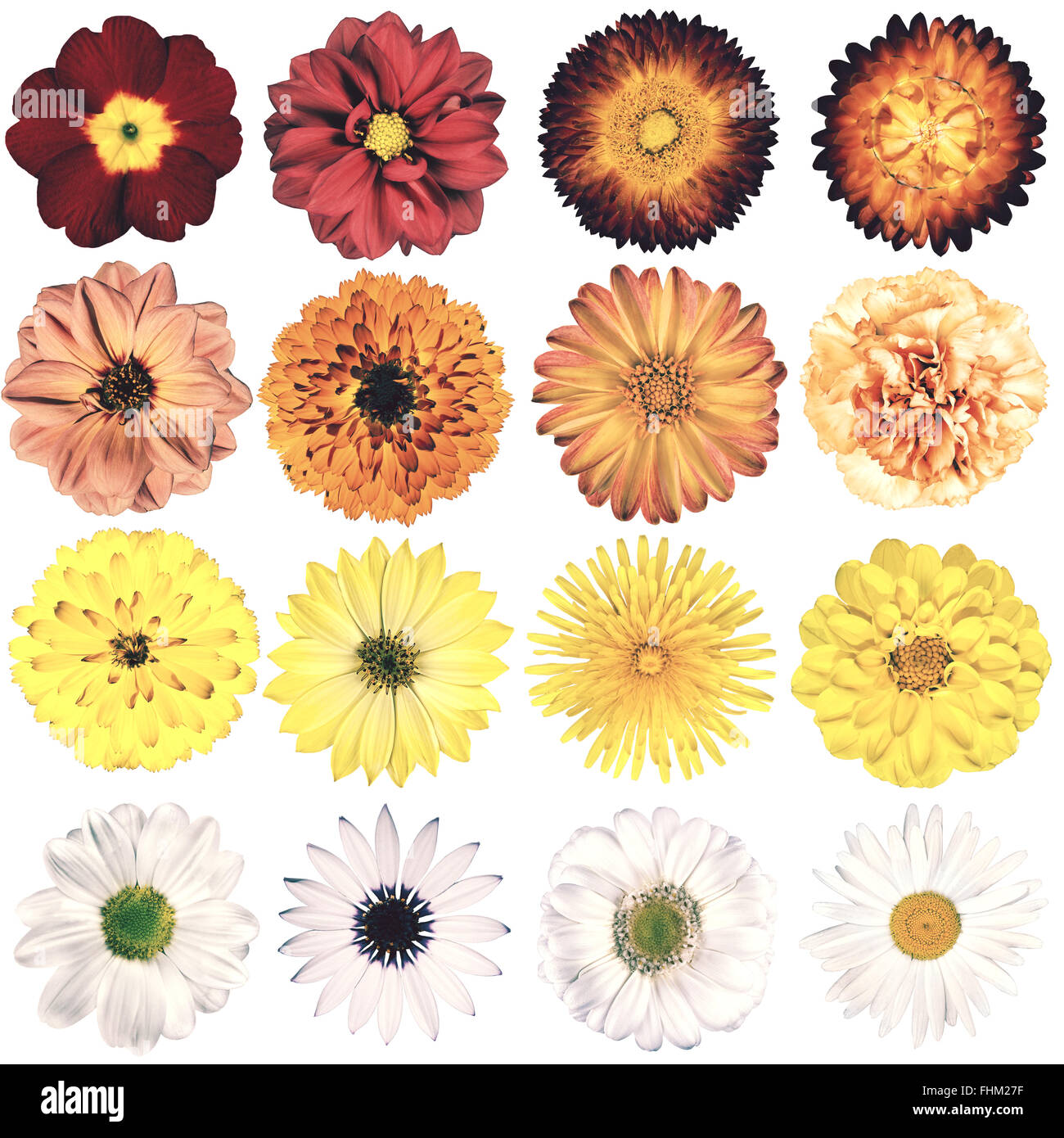 Selection of Various Flowers in Vintage Retro Style Isolated on White ...