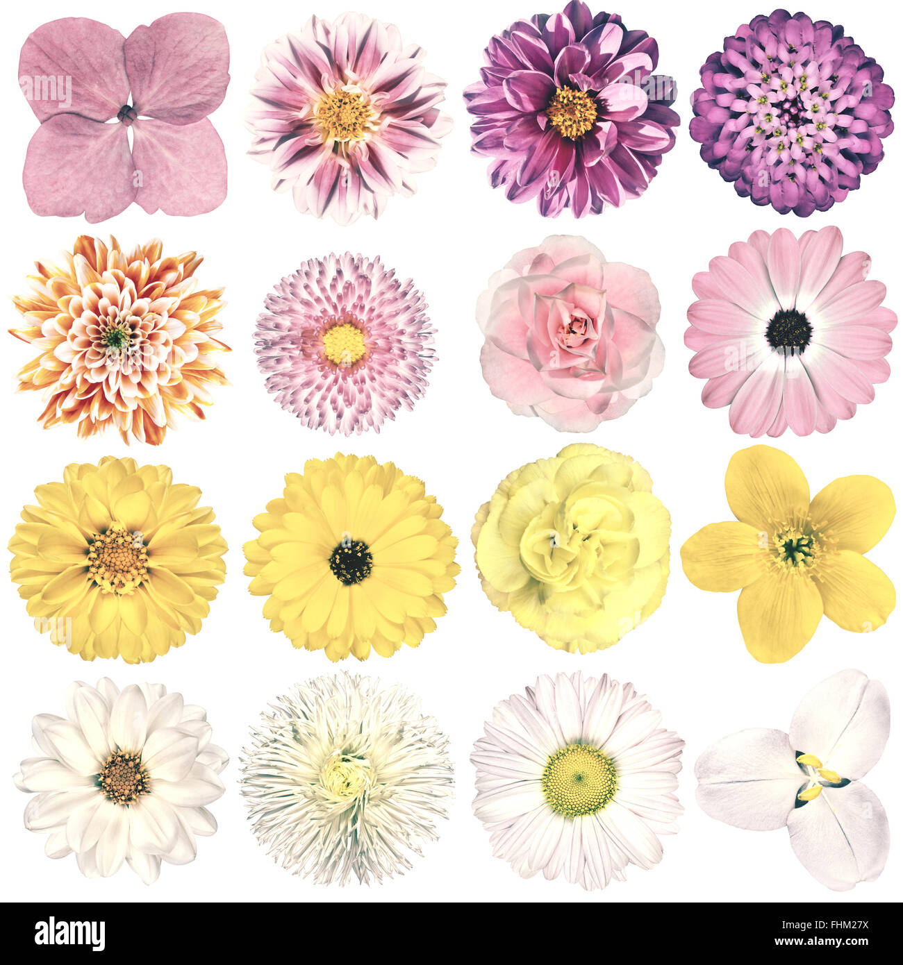 Selection of Various Flowers in Vintage Retro Style Isolated on White ...