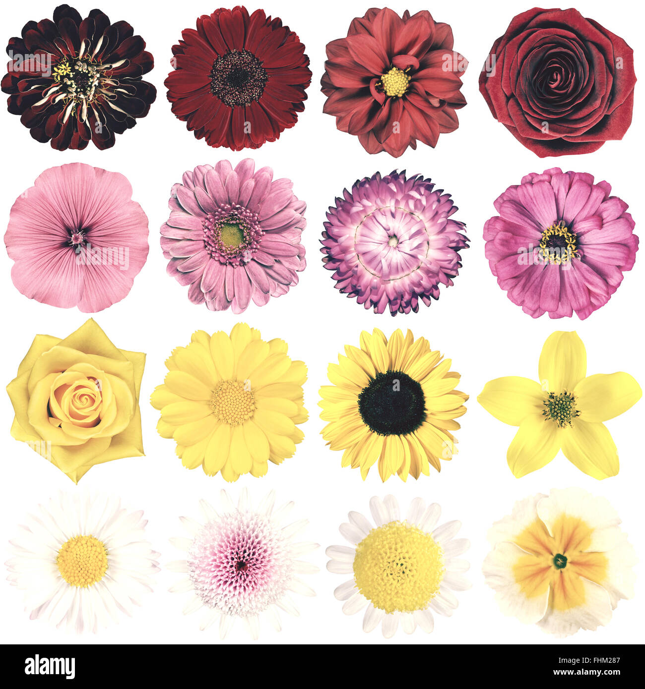 Selection of Various Flowers in Vintage Retro Style Isolated on White ...