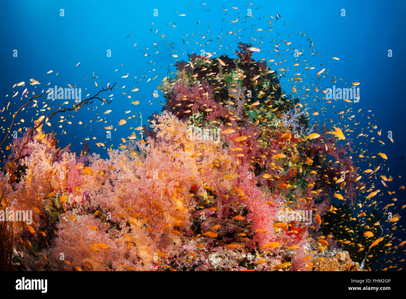 Colored Soft Coral Reef, Shaab Rumi, Red Sea, Sudan Stock Photo - Alamy