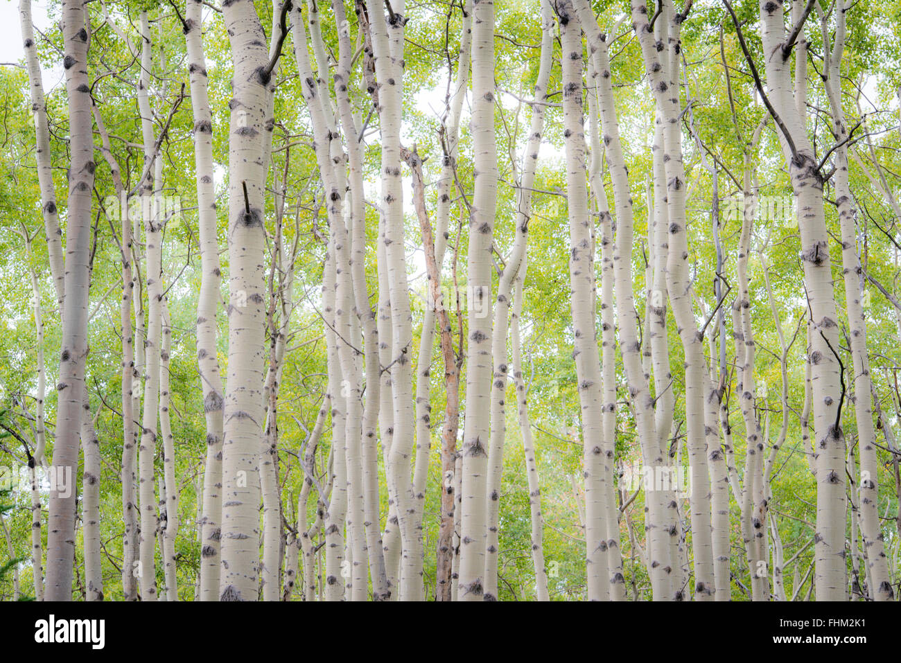 Aspen (Populus tremula), forest, Jasper National Park, UNESCO World ...