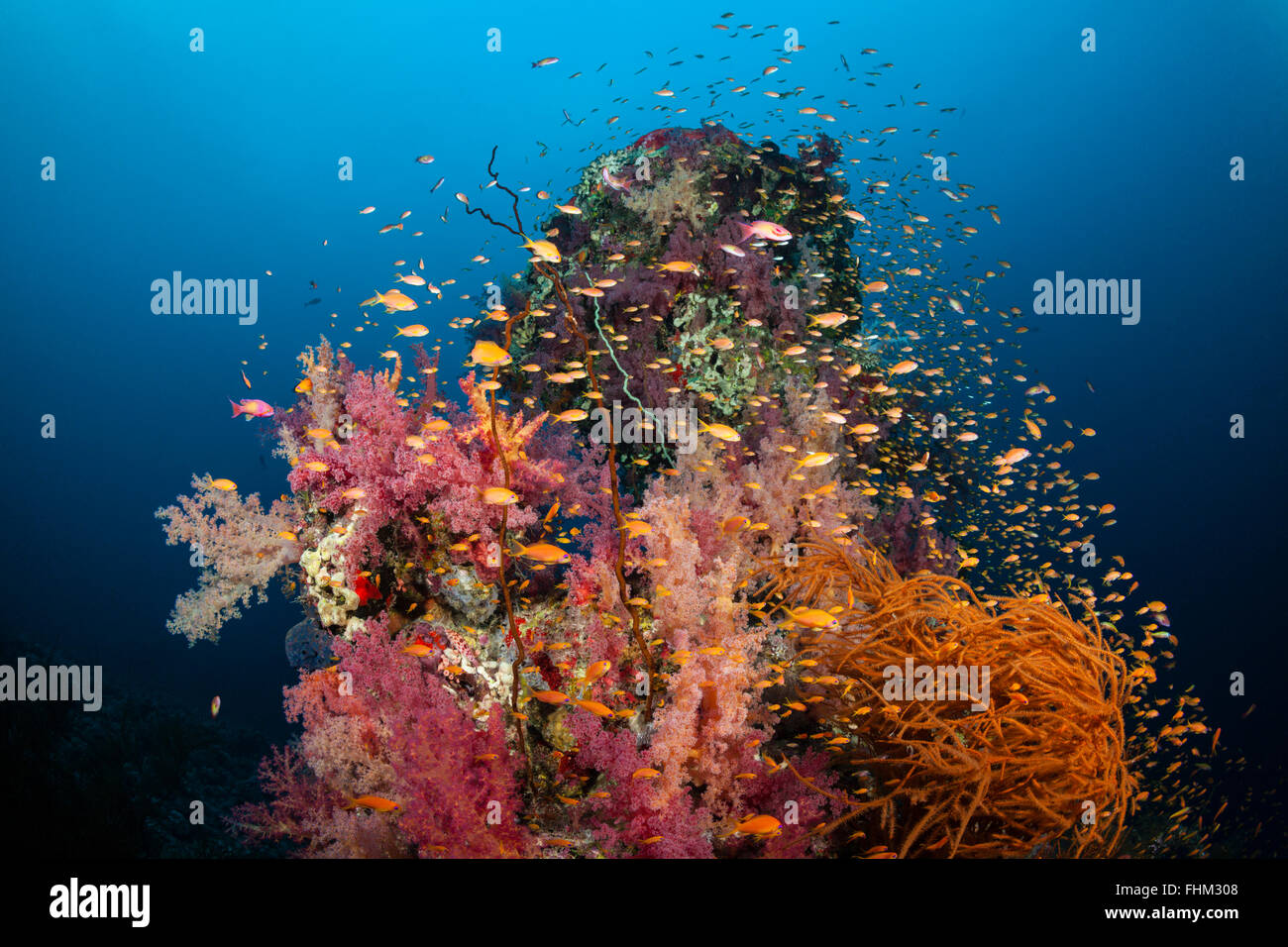 Colored Soft Coral Reef, Shaab Rumi, Red Sea, Sudan Stock Photo - Alamy