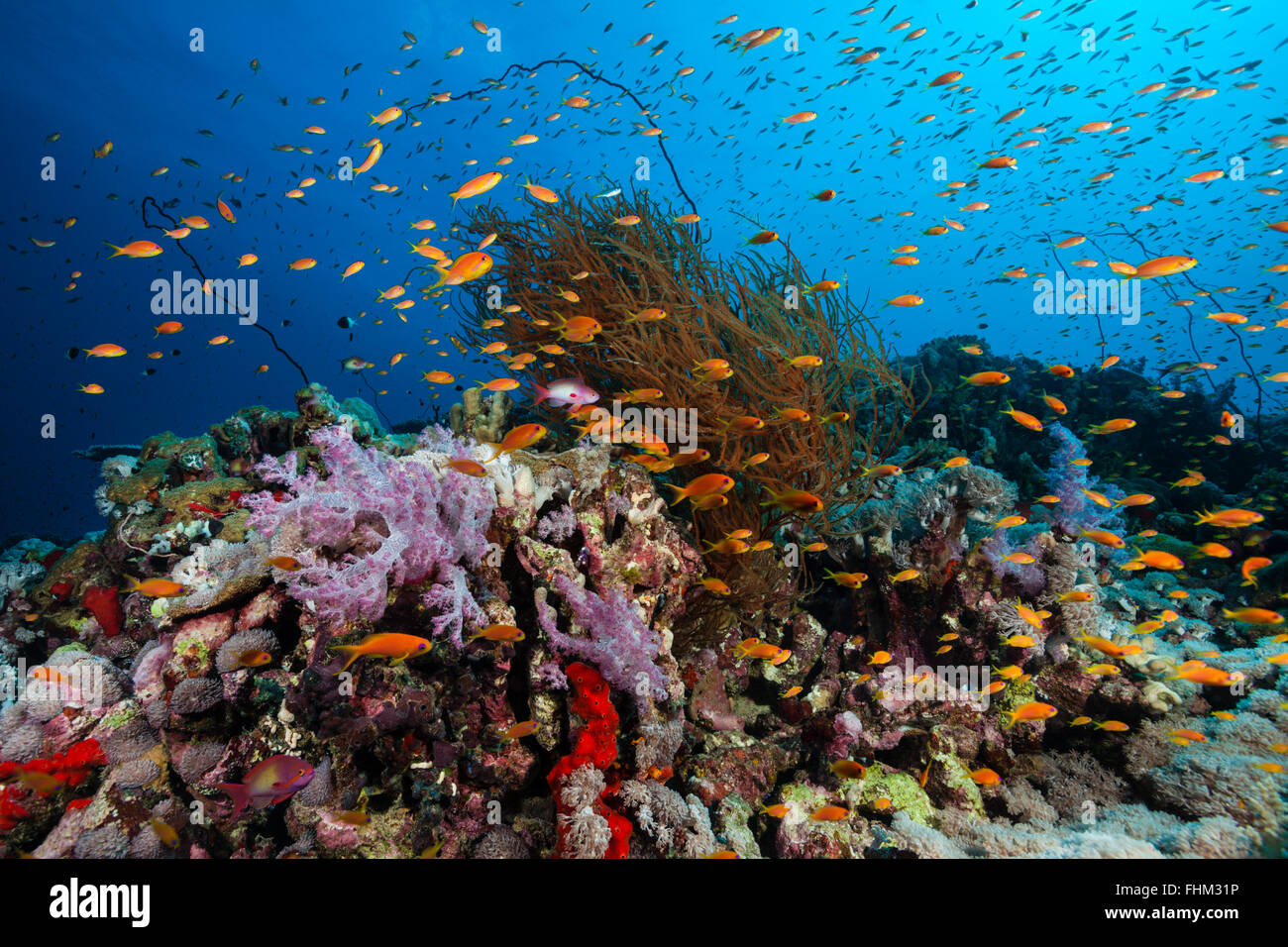 Lyretail Anthias over Coral Reef, Pseudanthias squamipinnis, Shaab Rumi, Red Sea, Sudan Stock ...