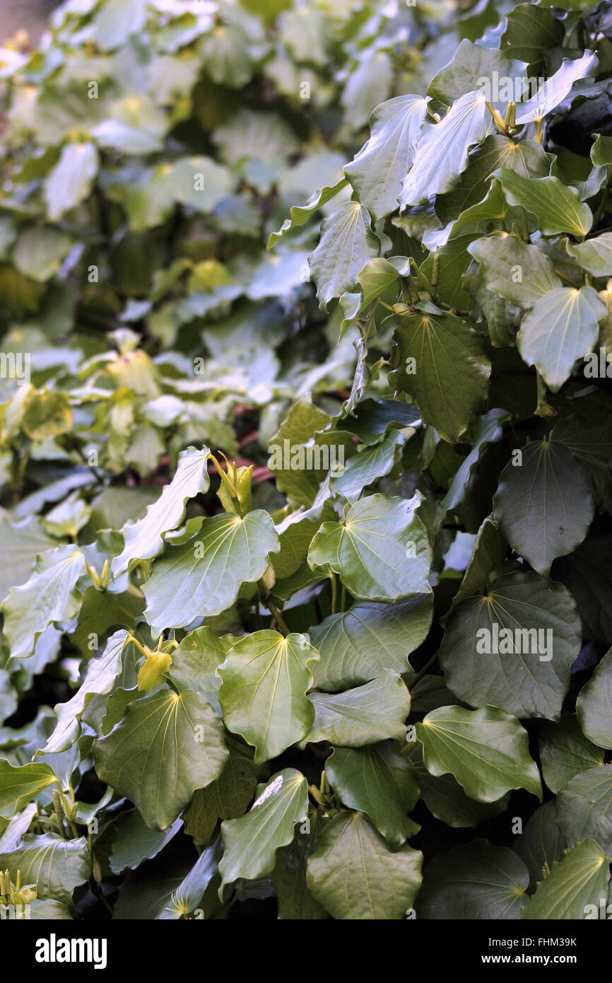 Kawakawa (Piper excelsum Stock Photo - Alamy