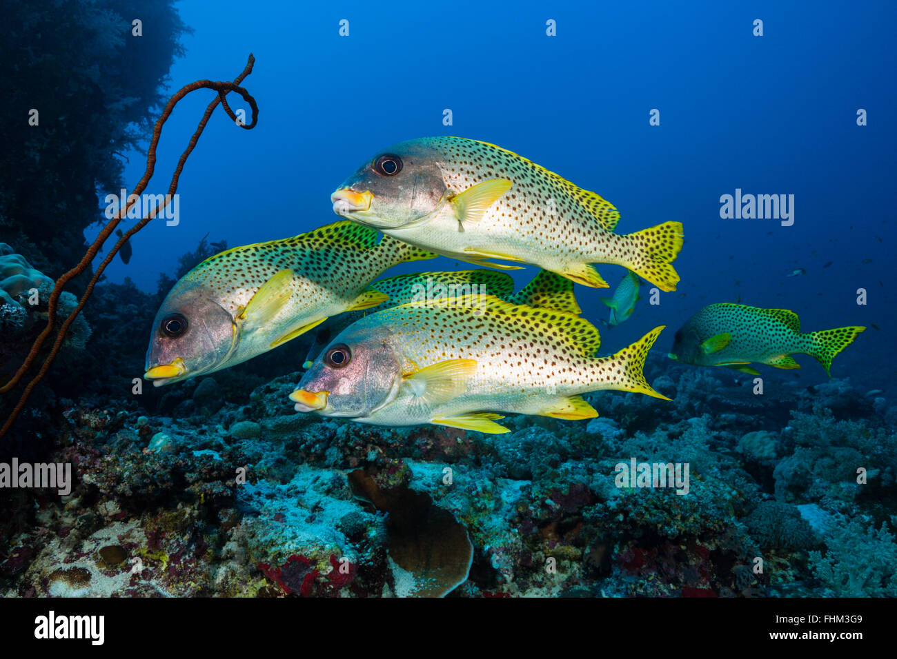 Shoal of Blackspotted Sweetlips, Plectorhinchus gaterinus, Shaab Rumi ...