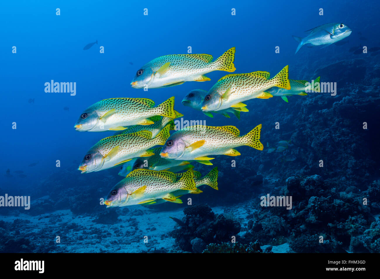 Shoal of Blackspotted Sweetlips, Plectorhinchus gaterinus, Shaab Rumi ...