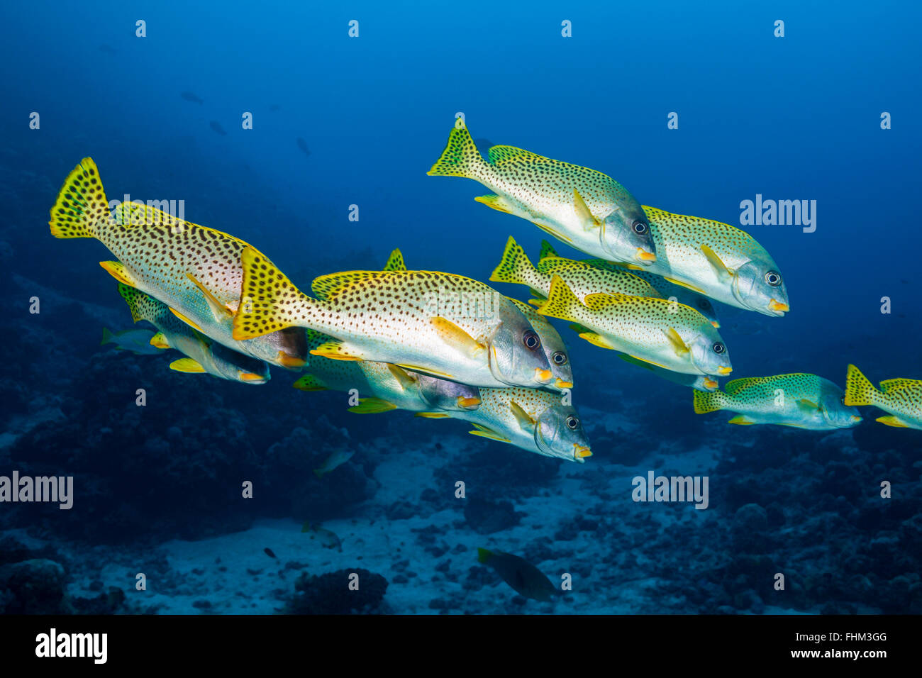 Shoal of Blackspotted Sweetlips, Plectorhinchus gaterinus, Shaab Rumi ...