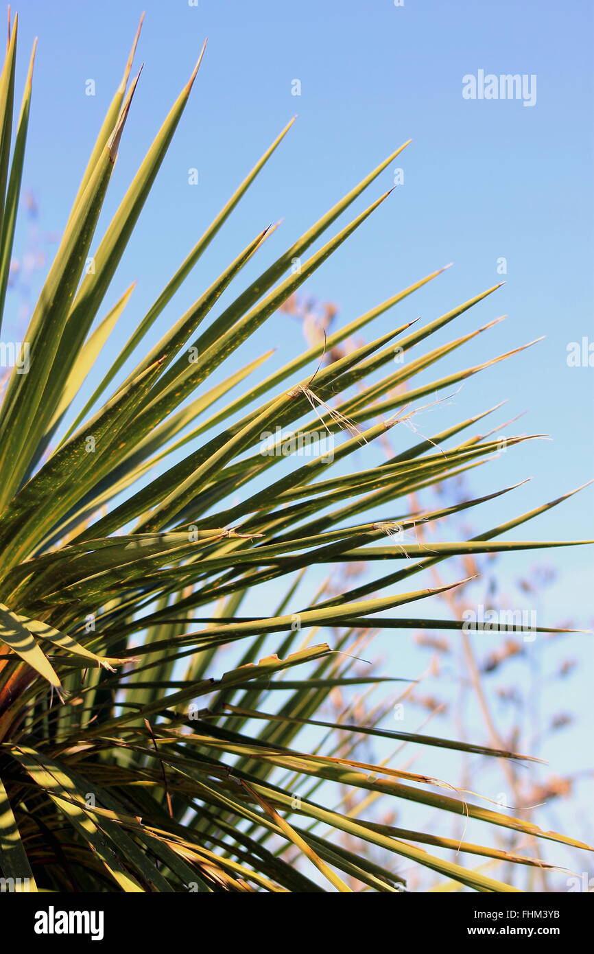 Cabbage tree new zealand hi-res stock photography and images - Alamy
