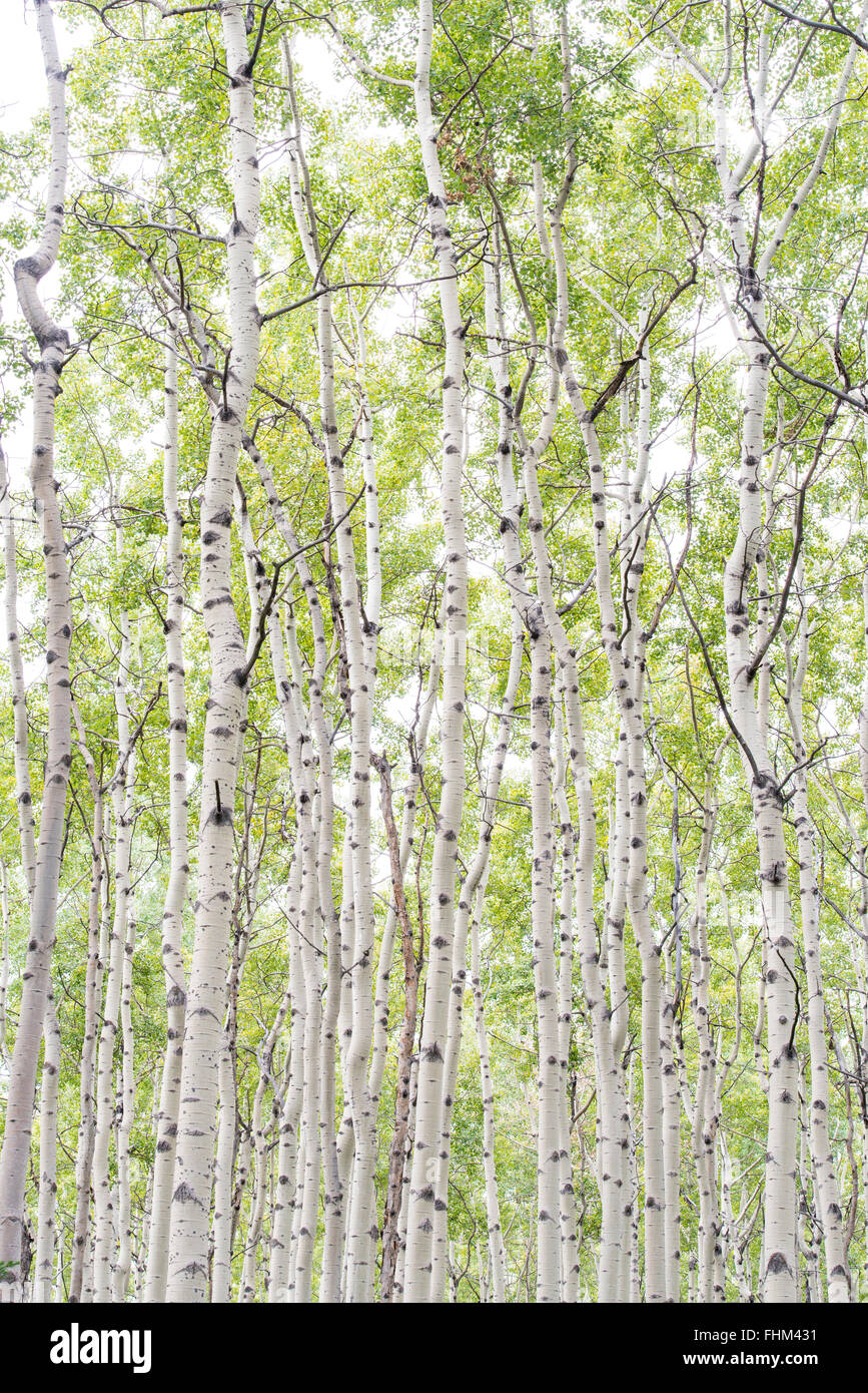 Aspen (Populus tremula), forest, Jasper National Park, UNESCO World ...