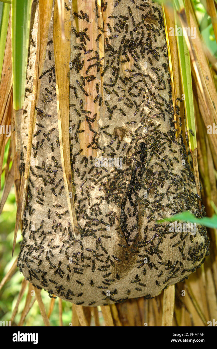 Wasps nest hi-res stock photography and images - Alamy