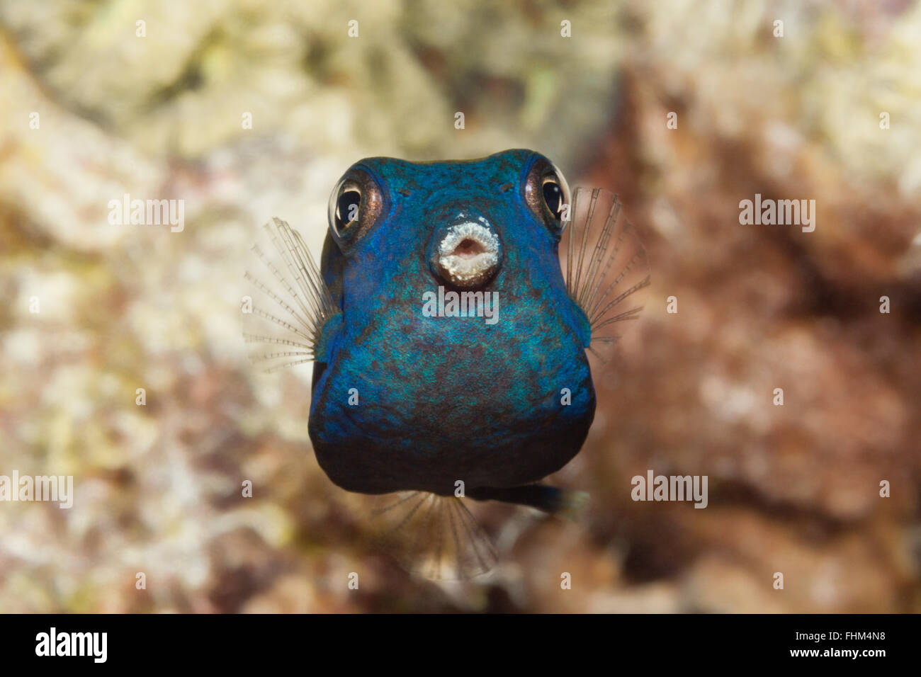 Red Sea Boxfish, Ostracion cyanurus, Shaab Rumi, Red Sea, Sudan Stock ...