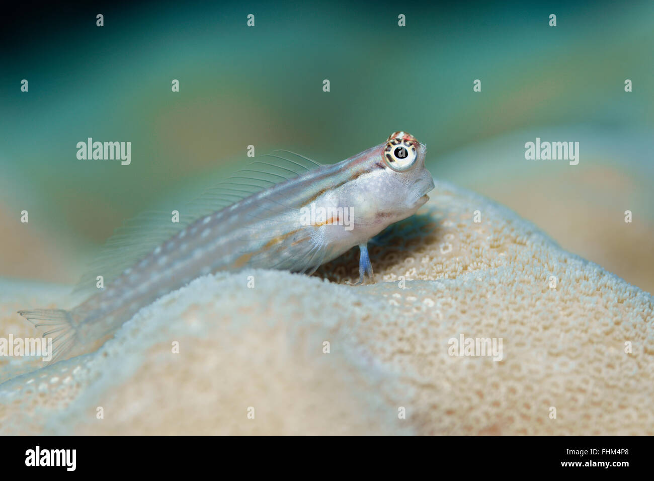 Nalolo Blenny, Ecsenius nalolo, Shaab Rumi, Red Sea, Sudan Stock Photo ...