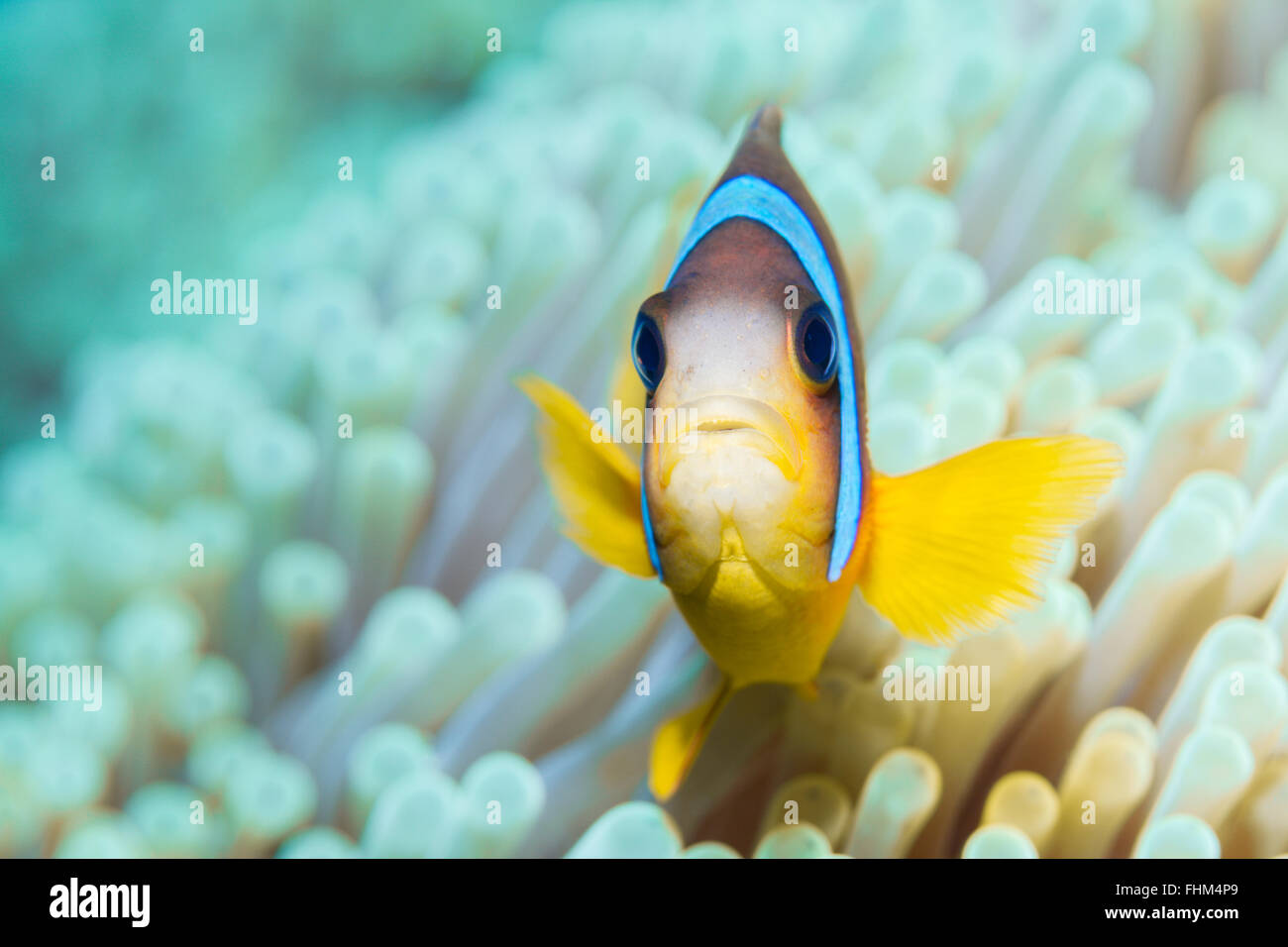Twobar Anemonefish, Amphiprion bicinctus, Shaab Rumi, Red Sea, Sudan ...