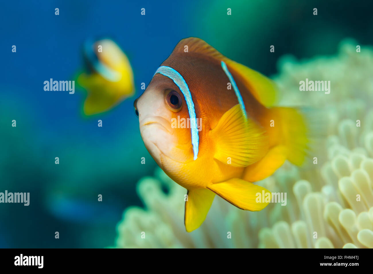 Twobar Anemonefish, Amphiprion bicinctus, Shaab Rumi, Red Sea, Sudan ...