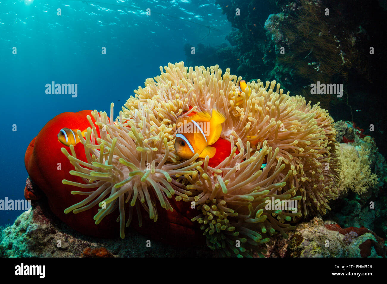 Twobar Anemonefish, Amphiprion bicinctus, Shaab Rumi, Red Sea, Sudan ...