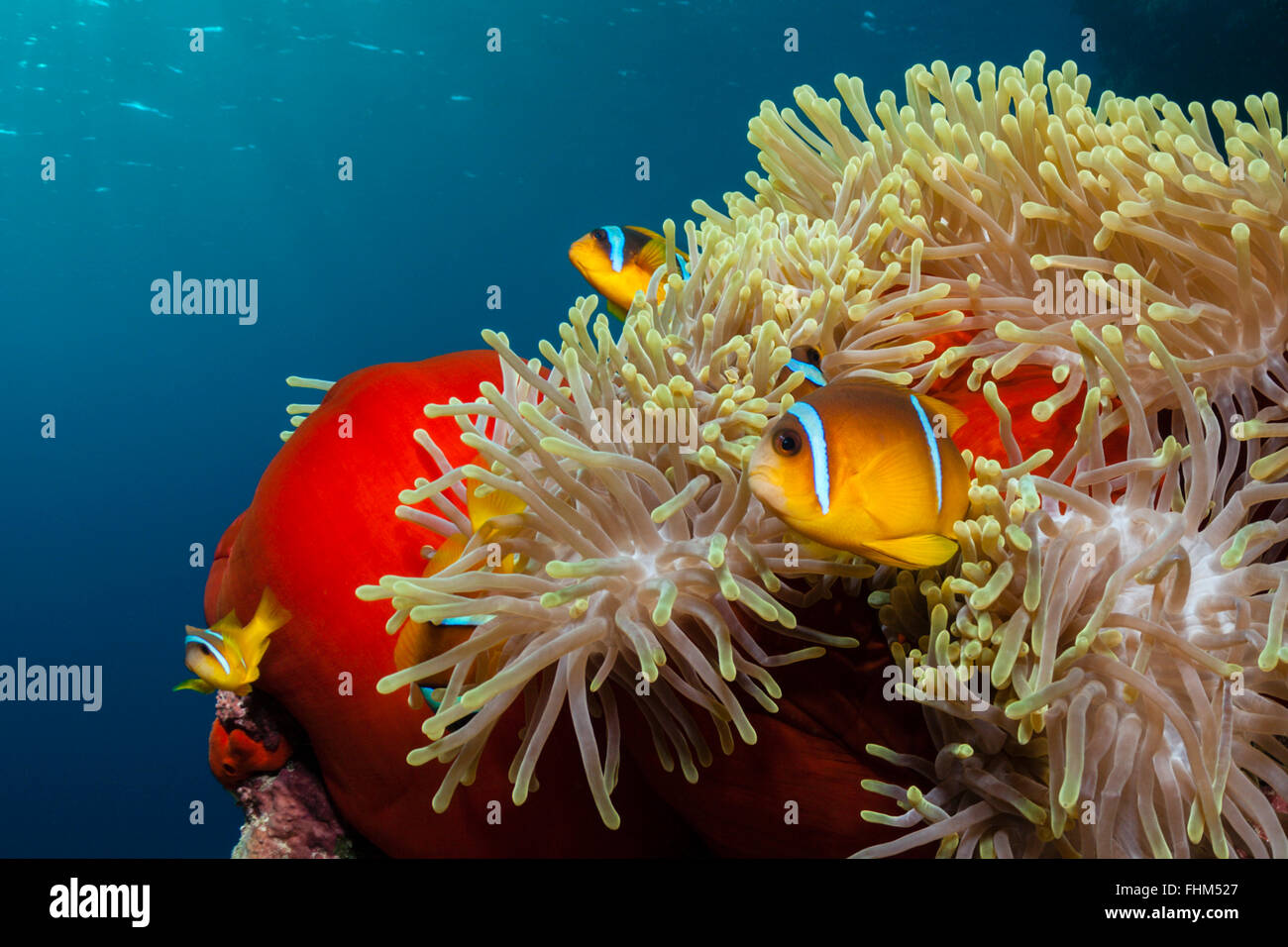 Twobar Anemonefish, Amphiprion bicinctus, Shaab Rumi, Red Sea, Sudan ...