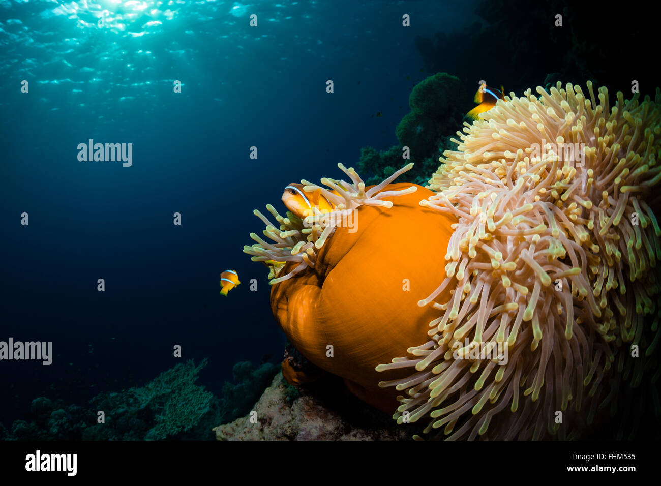 Twobar Anemonefish, Amphiprion bicinctus, Shaab Rumi, Red Sea, Sudan ...