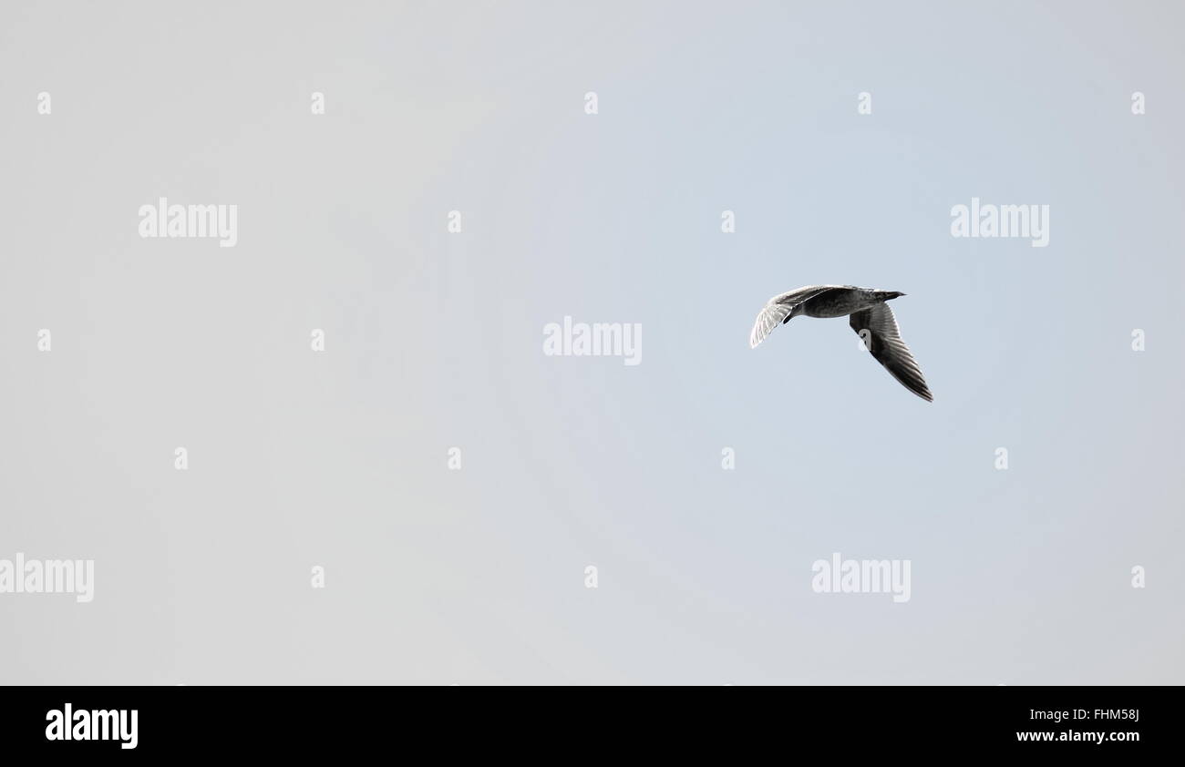 Black backed seagull hi-res stock photography and images - Alamy