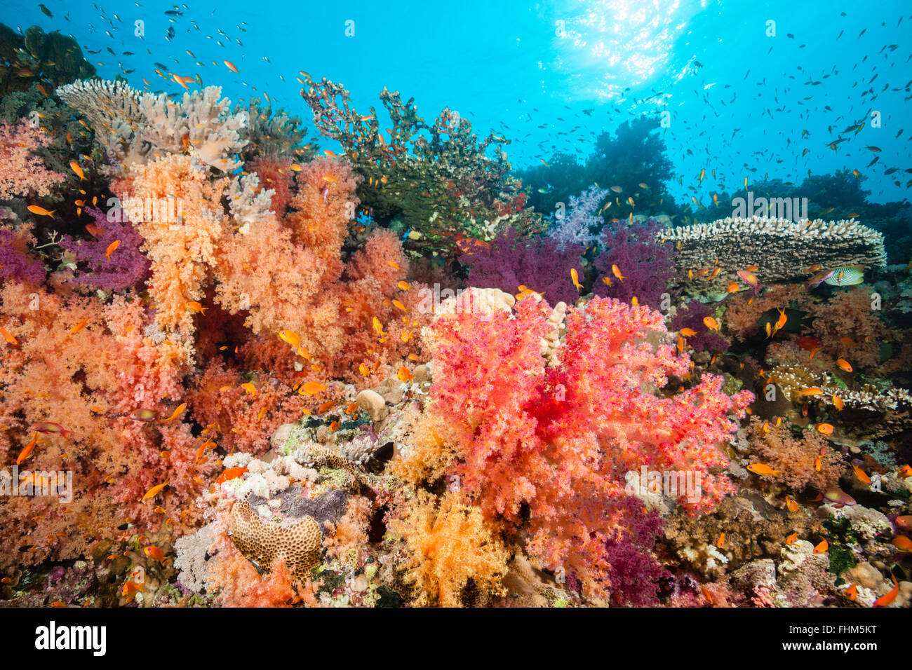 Colored Soft Coral Reef, Shaab Rumi, Red Sea, Sudan Stock Photo - Alamy