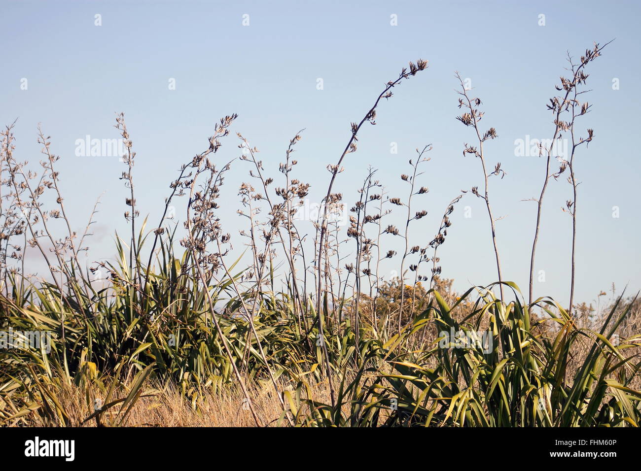 New Zealand Flax in Flower Stock Photo - Alamy