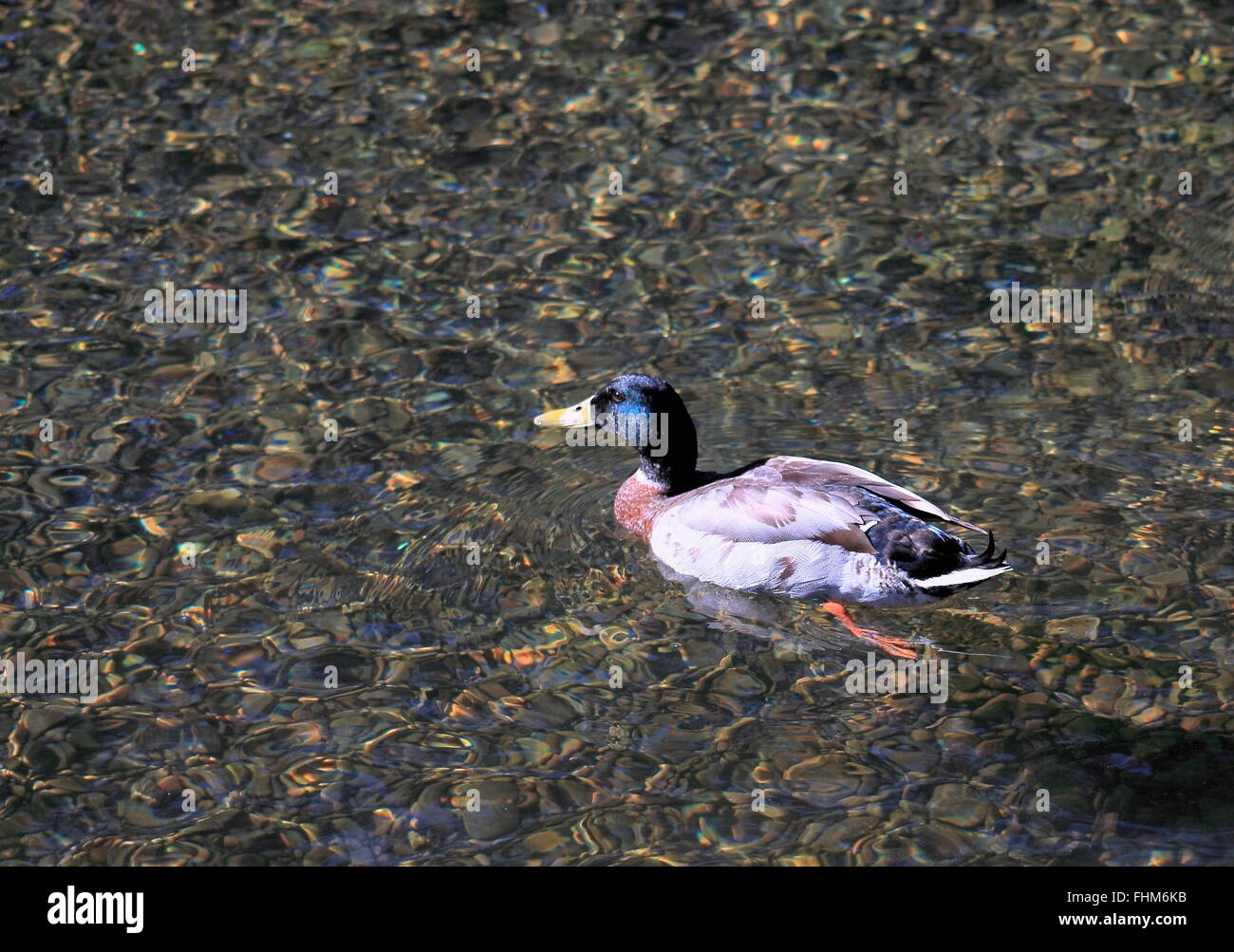 Lone Mallard Duck Stock Photo - Alamy