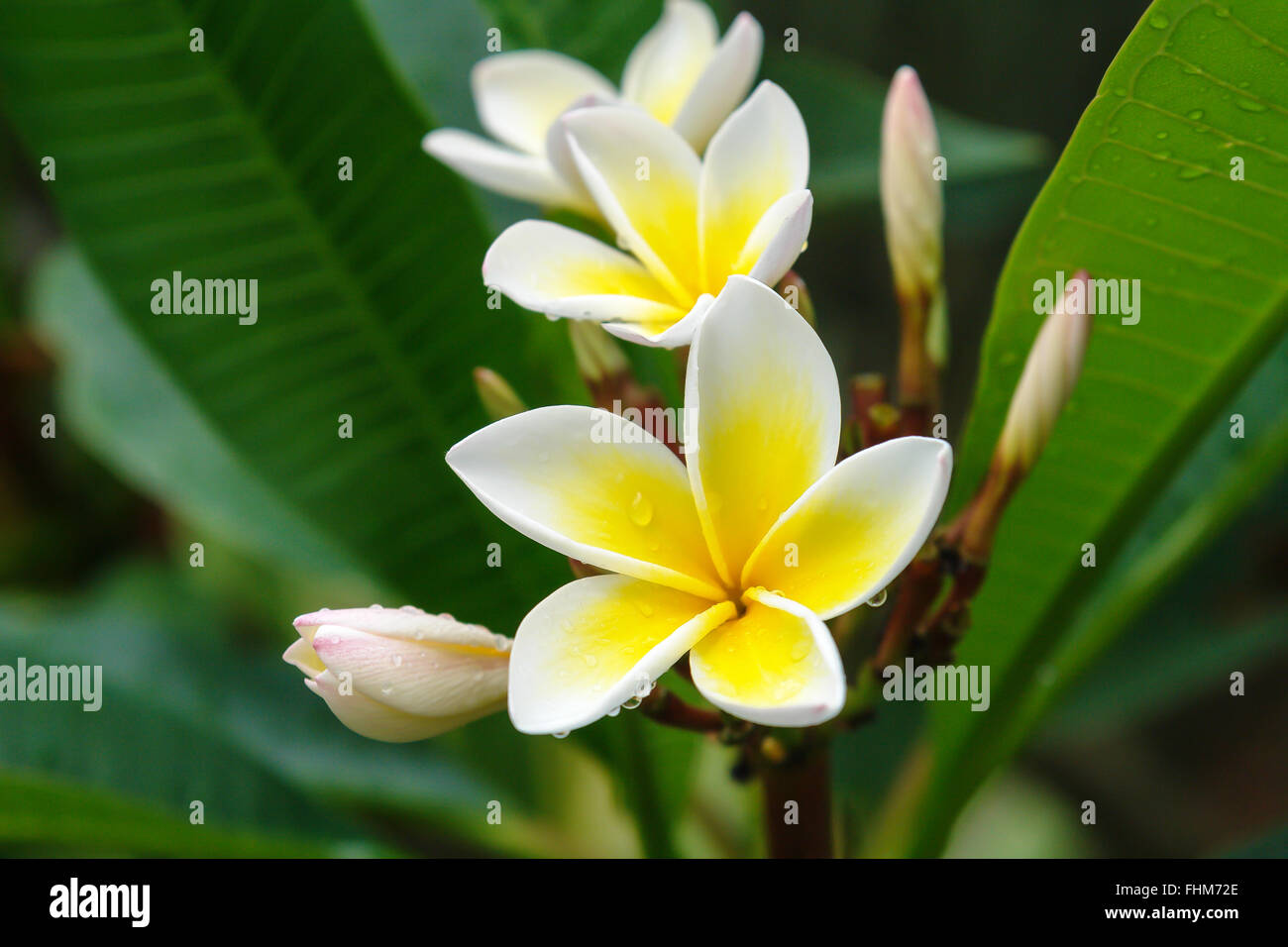 Magno Stock Photos & Magno Stock Images - Alamy