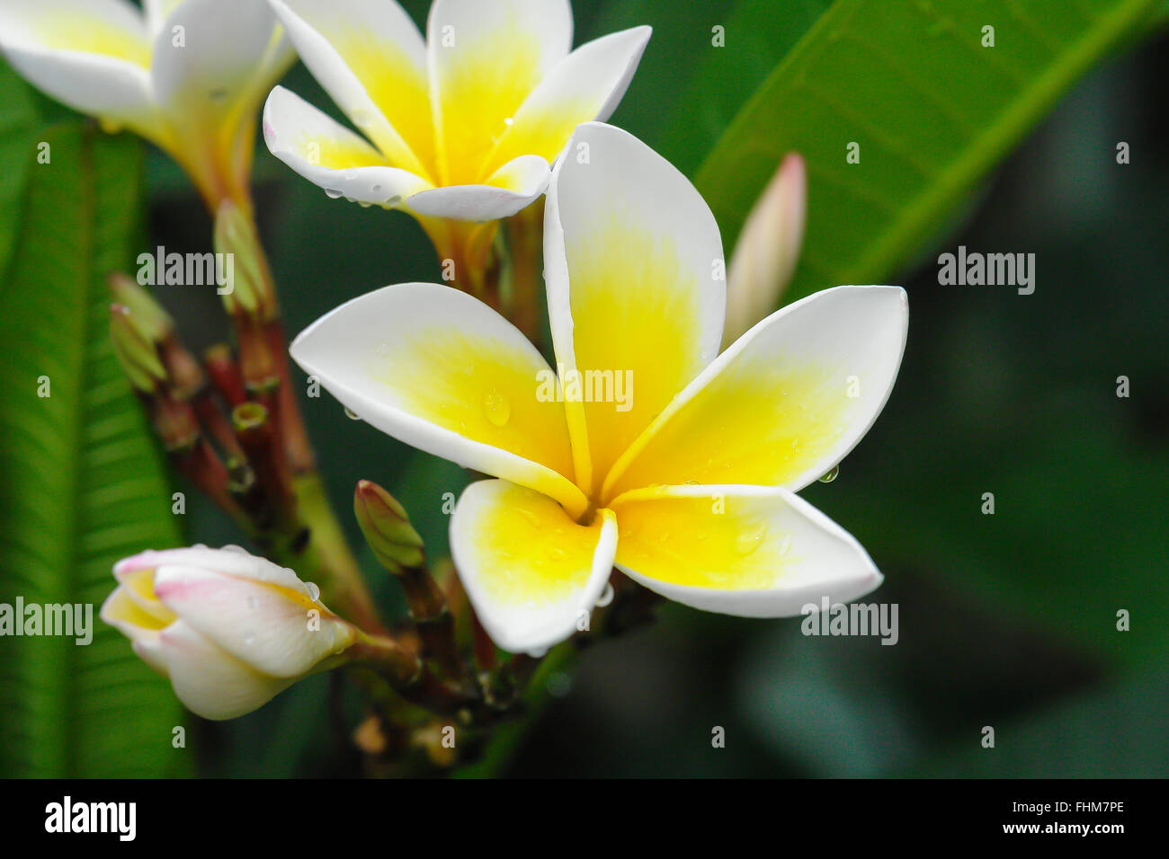 Magno hi-res stock photography and images - Alamy