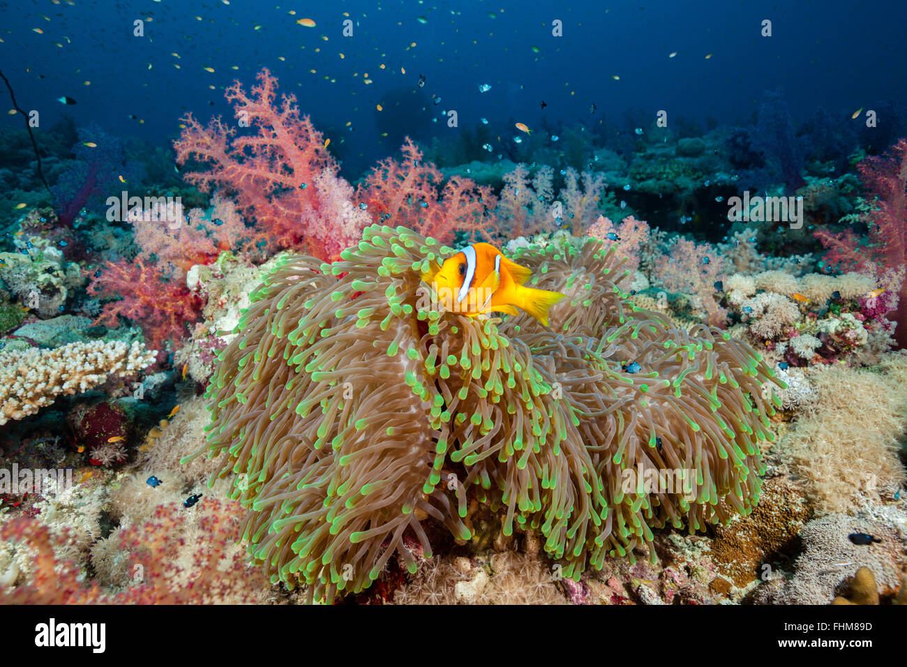 Twobar Anemonefish, Amphiprion bicinctus, Shaab Rumi, Red Sea, Sudan ...