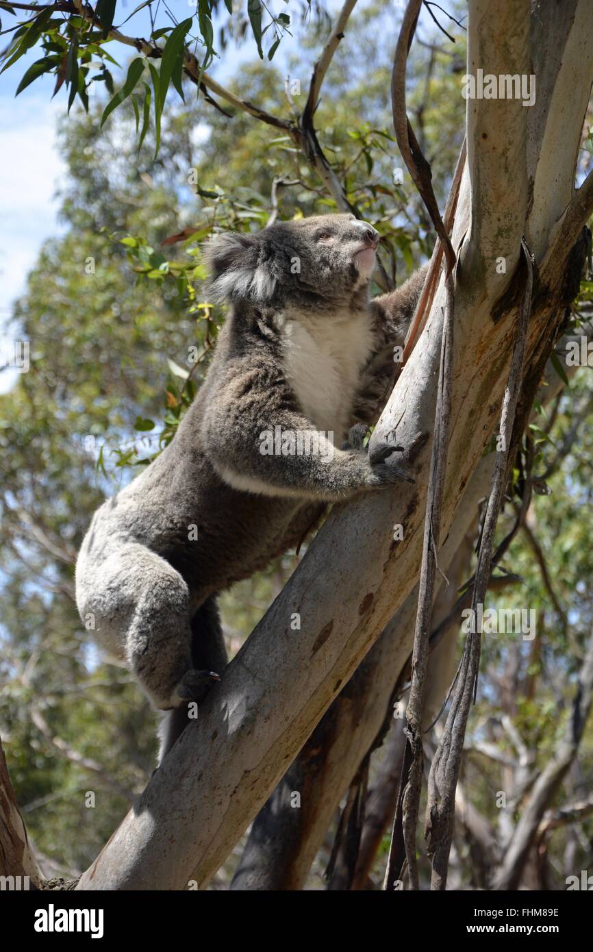 Koala climbing an eucalyptus tree Stock Photo - Alamy