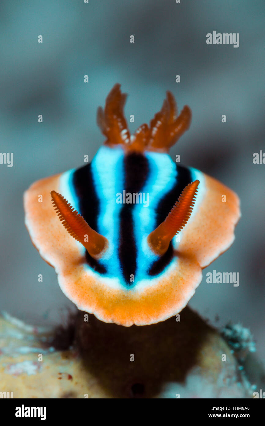 Striped nudibranch hi-res stock photography and images - Alamy