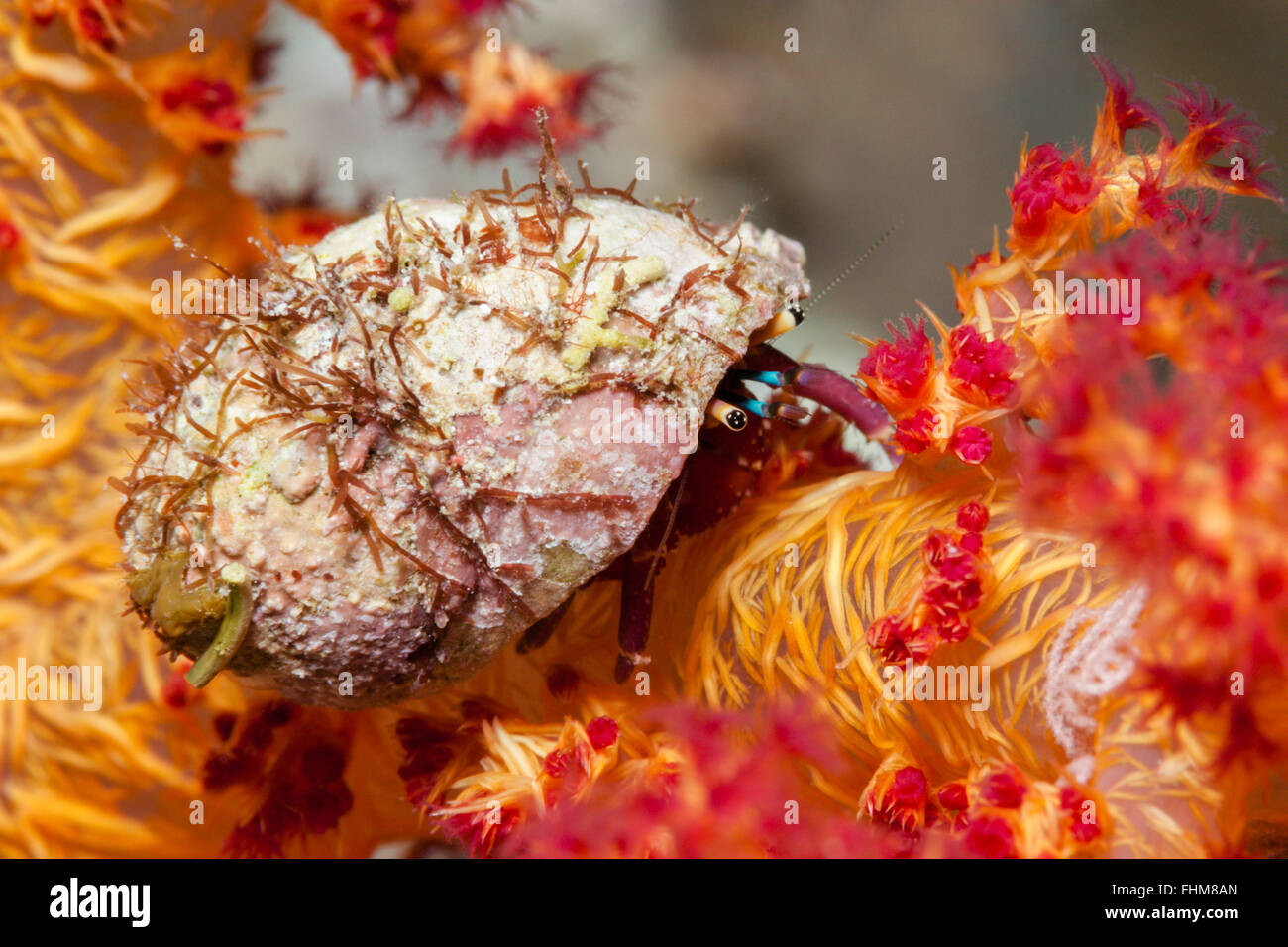 Hermit Crab, Dardanus lagopodes, Shaab Rumi, Red Sea, Sudan Stock Photo ...