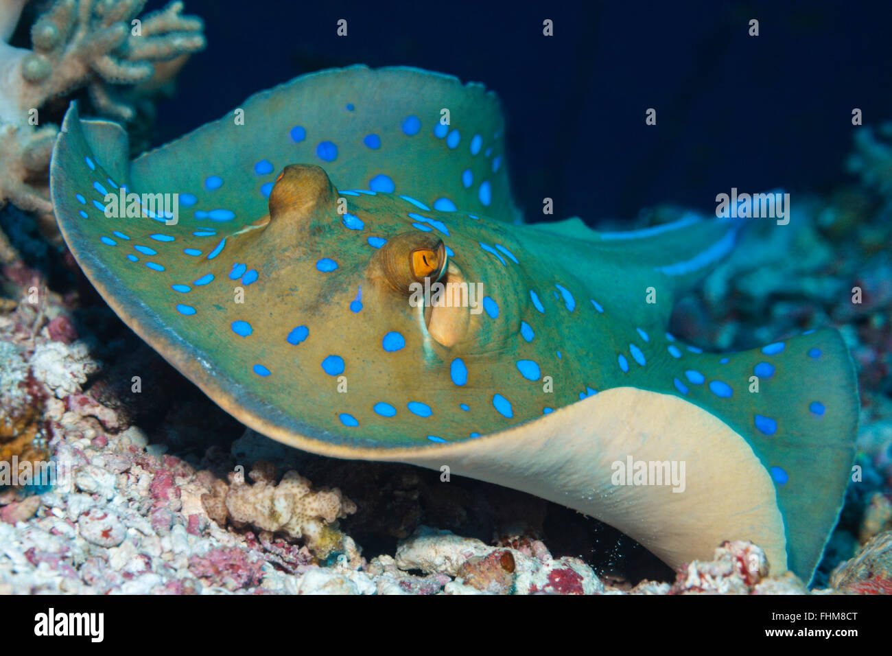 Bluespotted Ribbontail Ray, Taeniura lymma, Shaab Rumi, Red Sea, Sudan ...