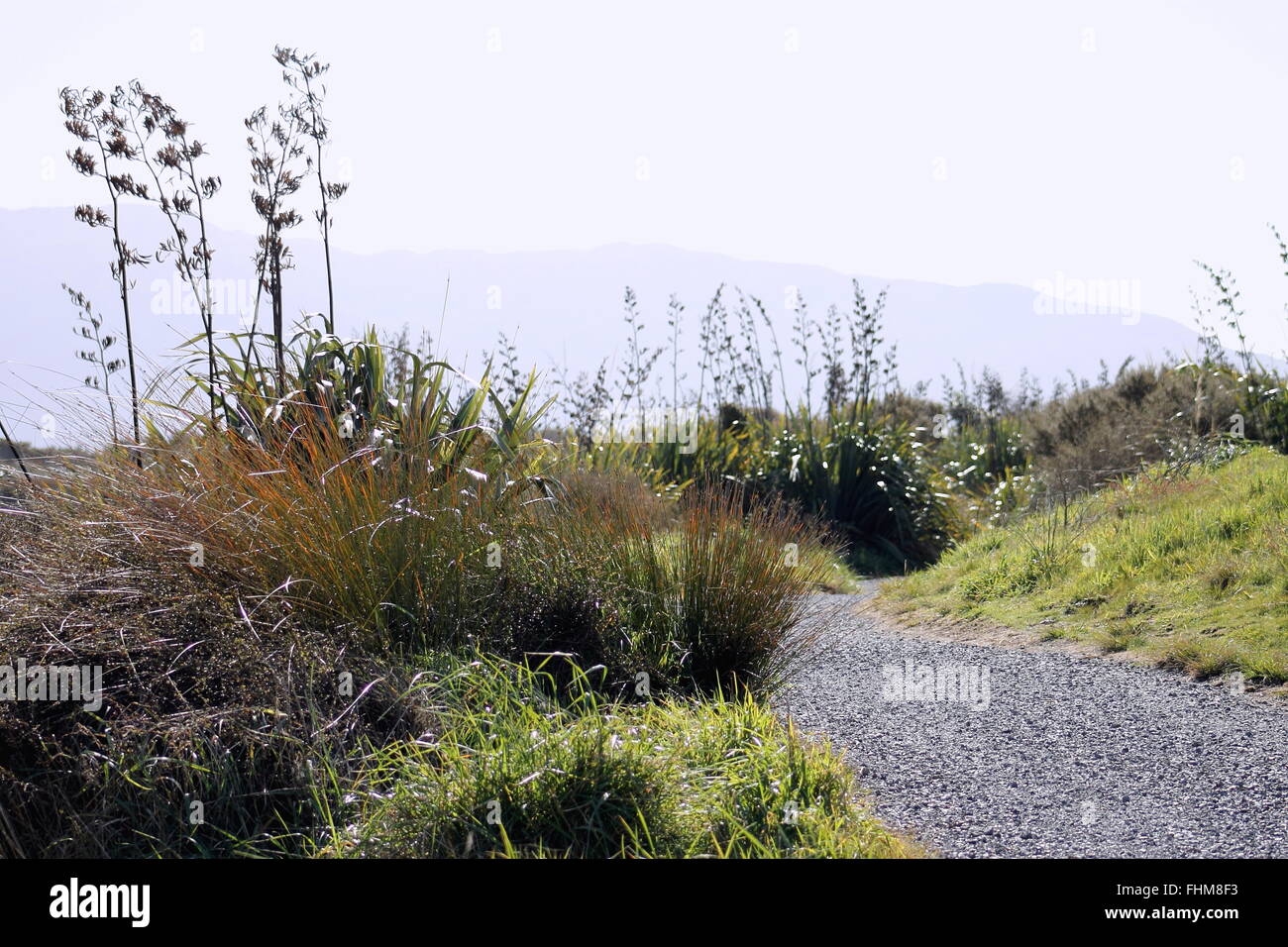 New Zealand Coastal pathway Stock Photo - Alamy