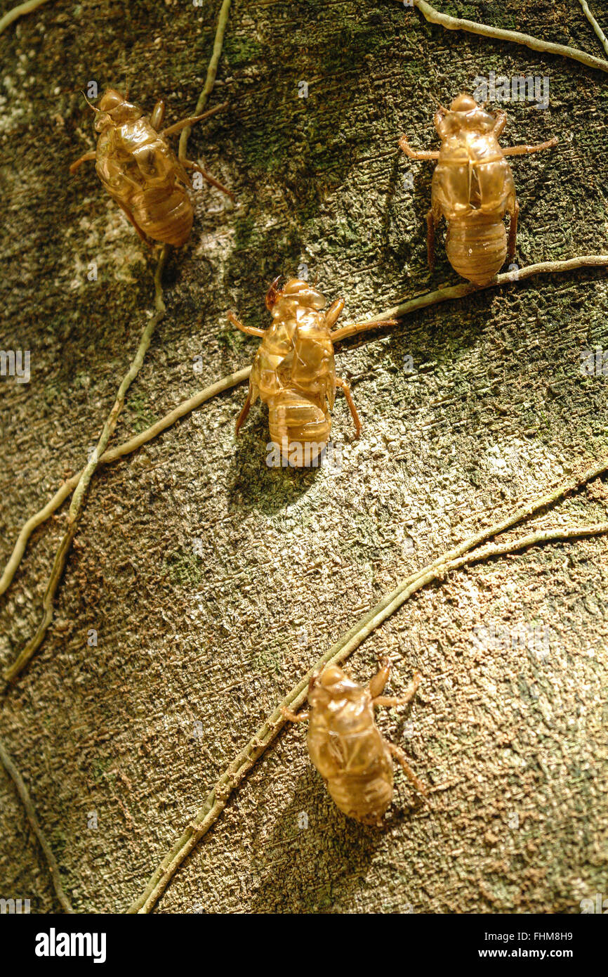 Cicada change of clothing Stock Photo - Alamy
