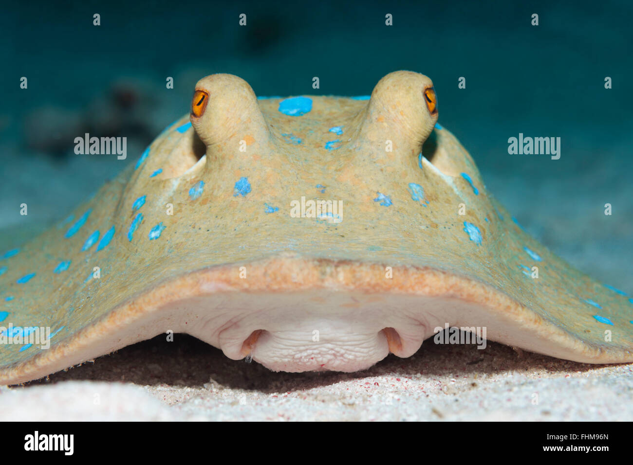 Bluespotted Ribbontail Ray, Taeniura lymma, Shaab Rumi, Red Sea, Sudan ...