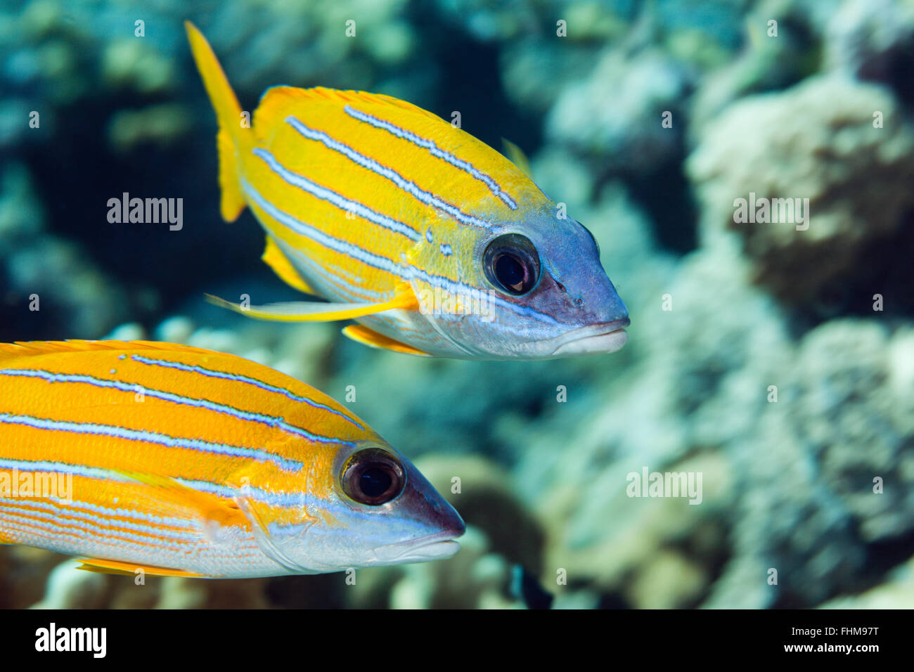 Bluestriped Snapper, Lutjanus kasmira, Shaab Rumi, Red Sea, Sudan Stock ...