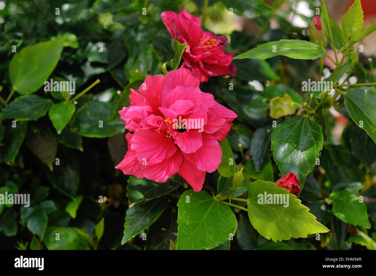 exotic red flower on a background of green leaves Stock Photo - Alamy