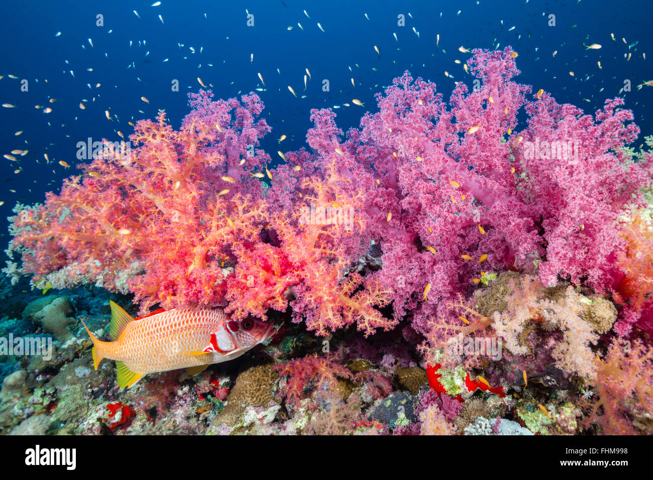 Colored Soft Coral Reef, Shaab Rumi, Red Sea, Sudan Stock Photo - Alamy