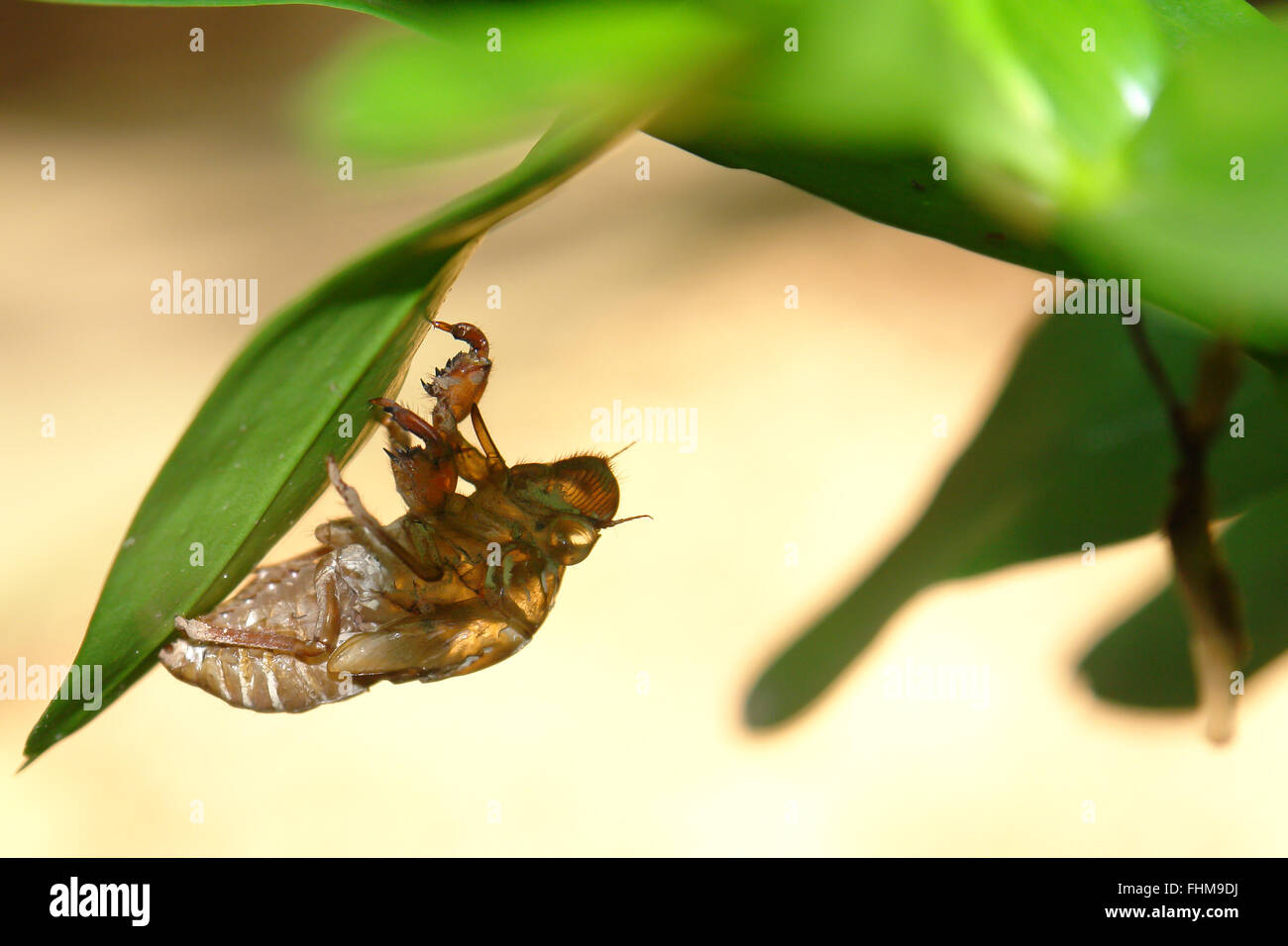 Cicada change of clothing Stock Photo - Alamy