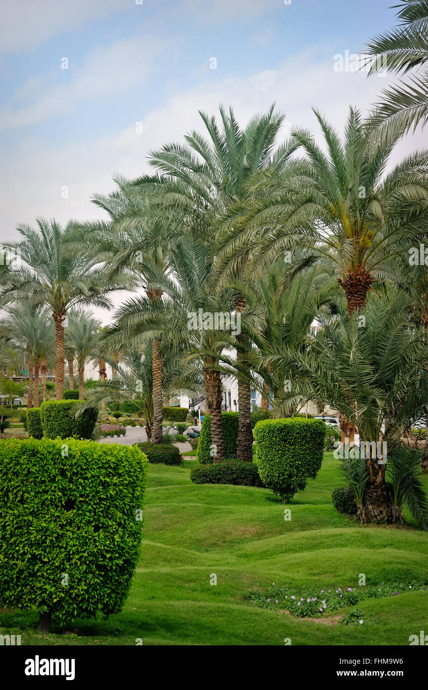 Palm tree green grass field hi-res stock photography and images - Alamy
