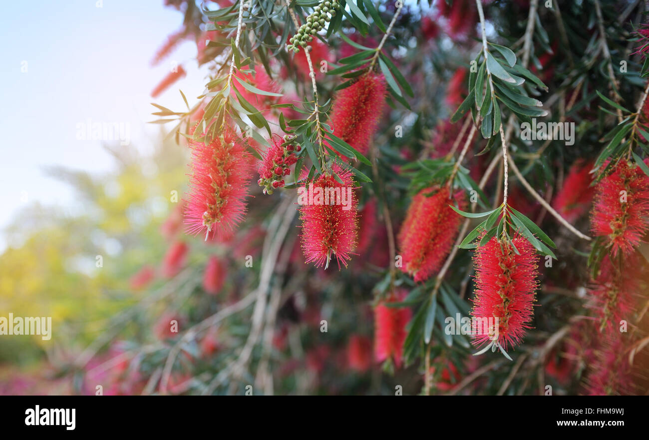 trees with red flowers closeup Stock Photo - Alamy