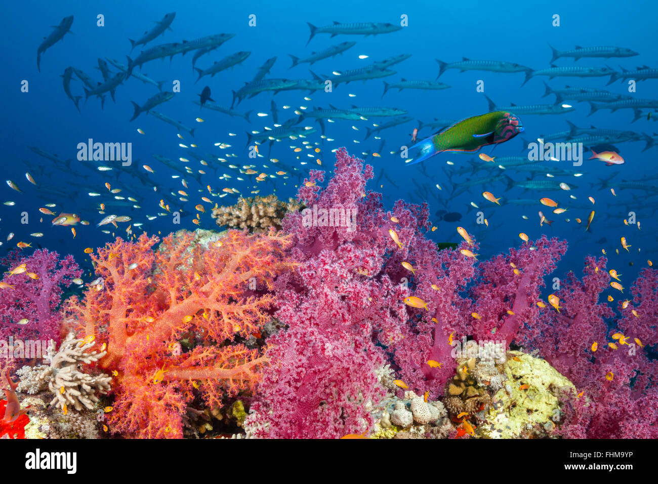 Colored Soft Coral Reef, Shaab Rumi, Red Sea, Sudan Stock Photo - Alamy