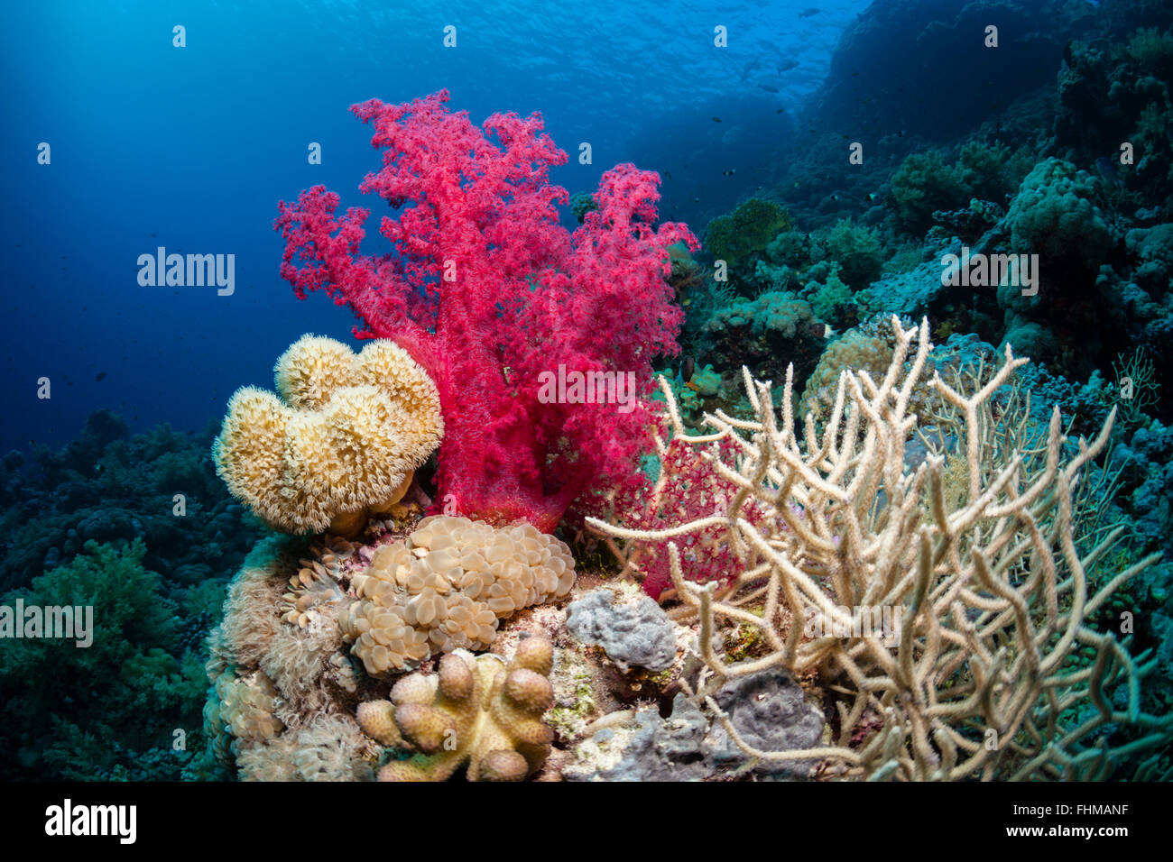Colored Soft Coral Reef, Shaab Rumi, Red Sea, Sudan Stock Photo - Alamy